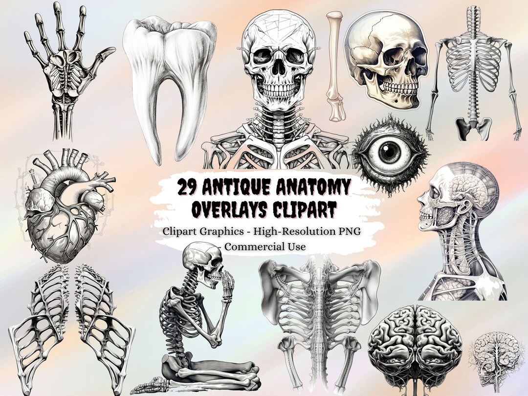 29 Antique Anatomy Overlays, Vintage Skeleton and Anatomical Clip Art ...