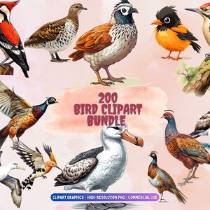 200 Bird Clipart Bundle PNG Images of Birds for Digital Scrapbooking ...