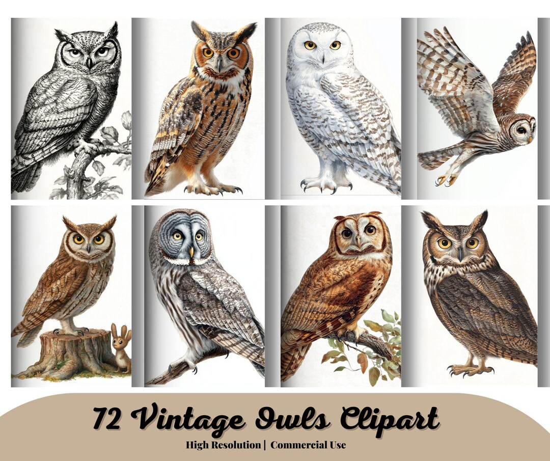 Vintage Owls Clipart, Antique Owl Illustrations Digital Illustrations ...