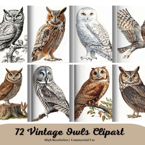Vintage Owls Clipart, Antique Owl Illustrations Digital Illustrations ...