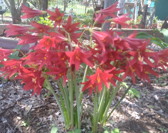 Summer Special! 6 Oxblood Lily, Schoolhouse Lily, Red Rain Lily ...