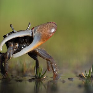 Fiddler Crab Print - Etsy