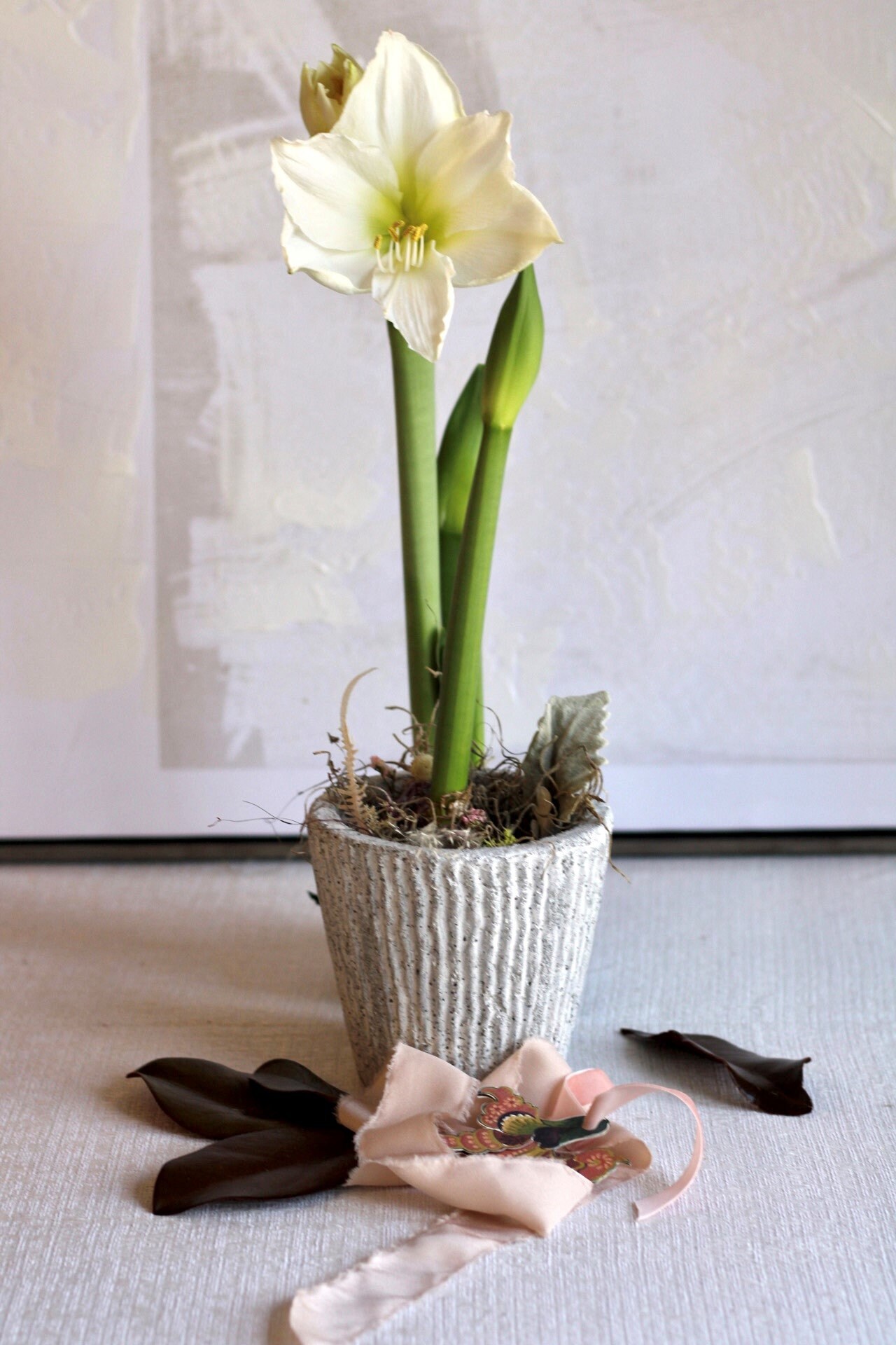 Holiday Amaryllis Gift Set- Gold Waxed Amaryllis-live Plant-blooming ...