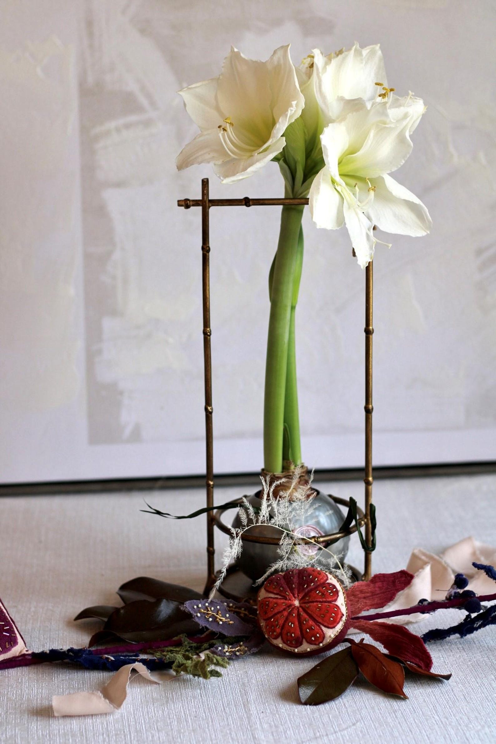 Holiday Amaryllis Gift Set- Gold Waxed Amaryllis-live Plant-blooming ...