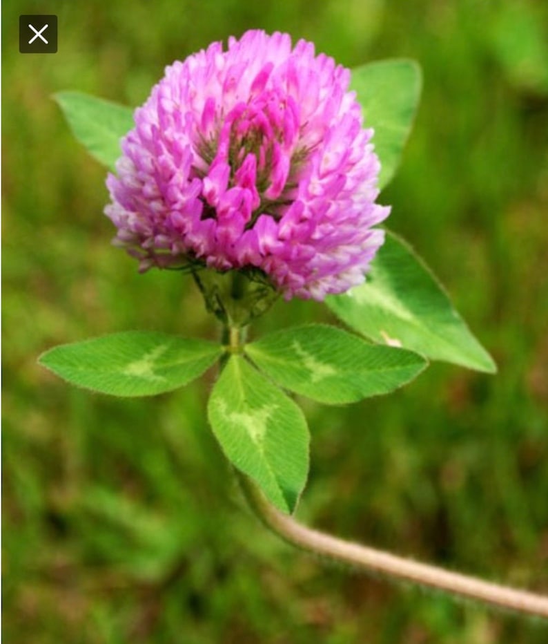 Sampler Teas, Rejuvenate Tea, Restful Tea, Immunity Tea, Replenish Tea ...