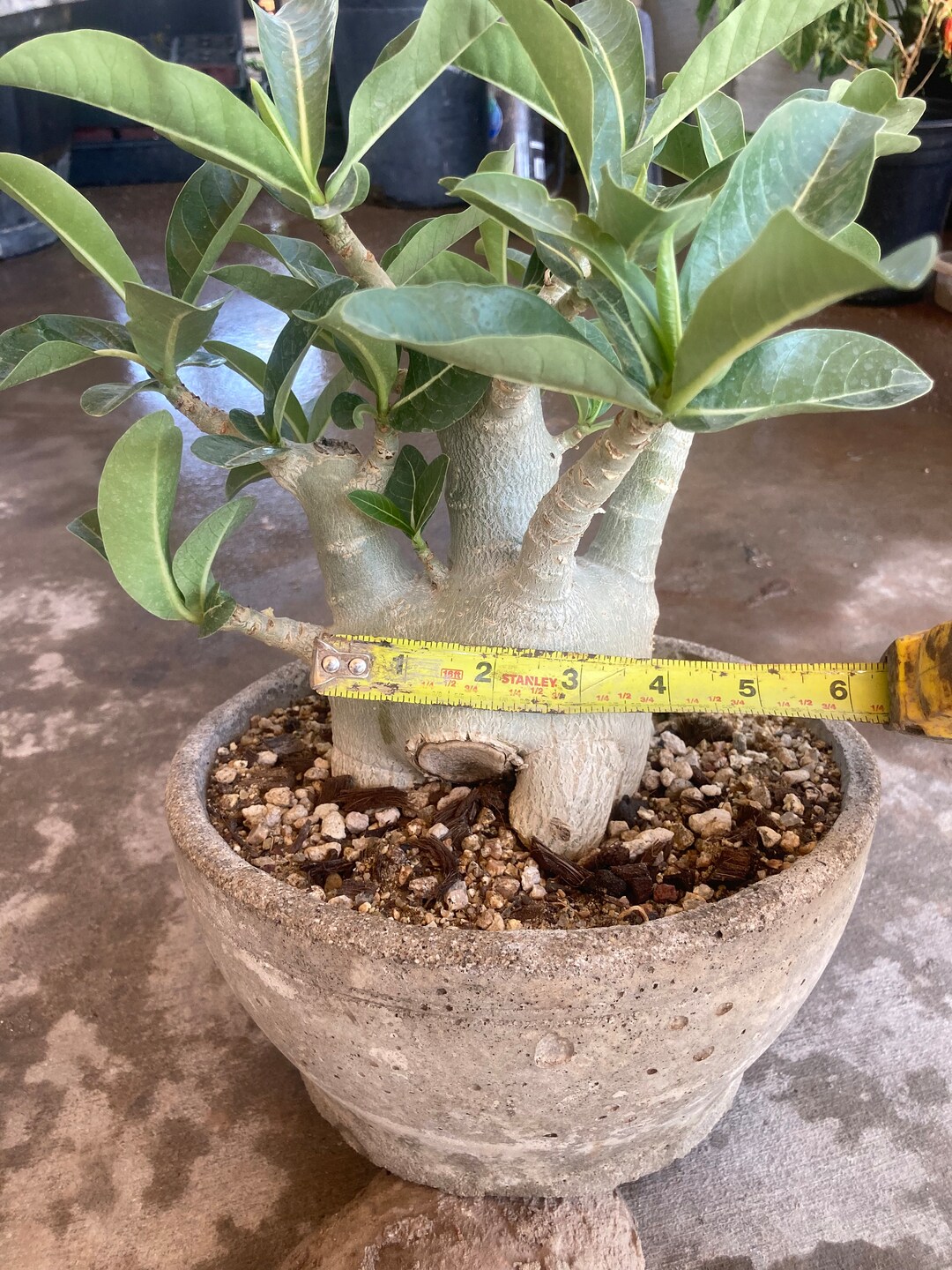 Rare Thai Arabicum Adeniums desert Rose - Etsy