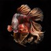 Beautiful Betta Art Bronze Black Red | Digital Download by Aisight - Etsy