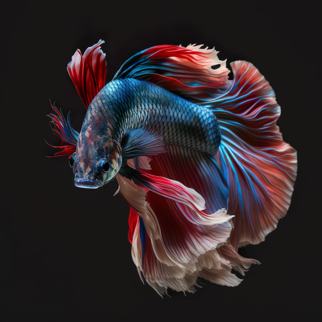 Beautiful Betta Art Red Blue White Koi Digital Download by - Etsy