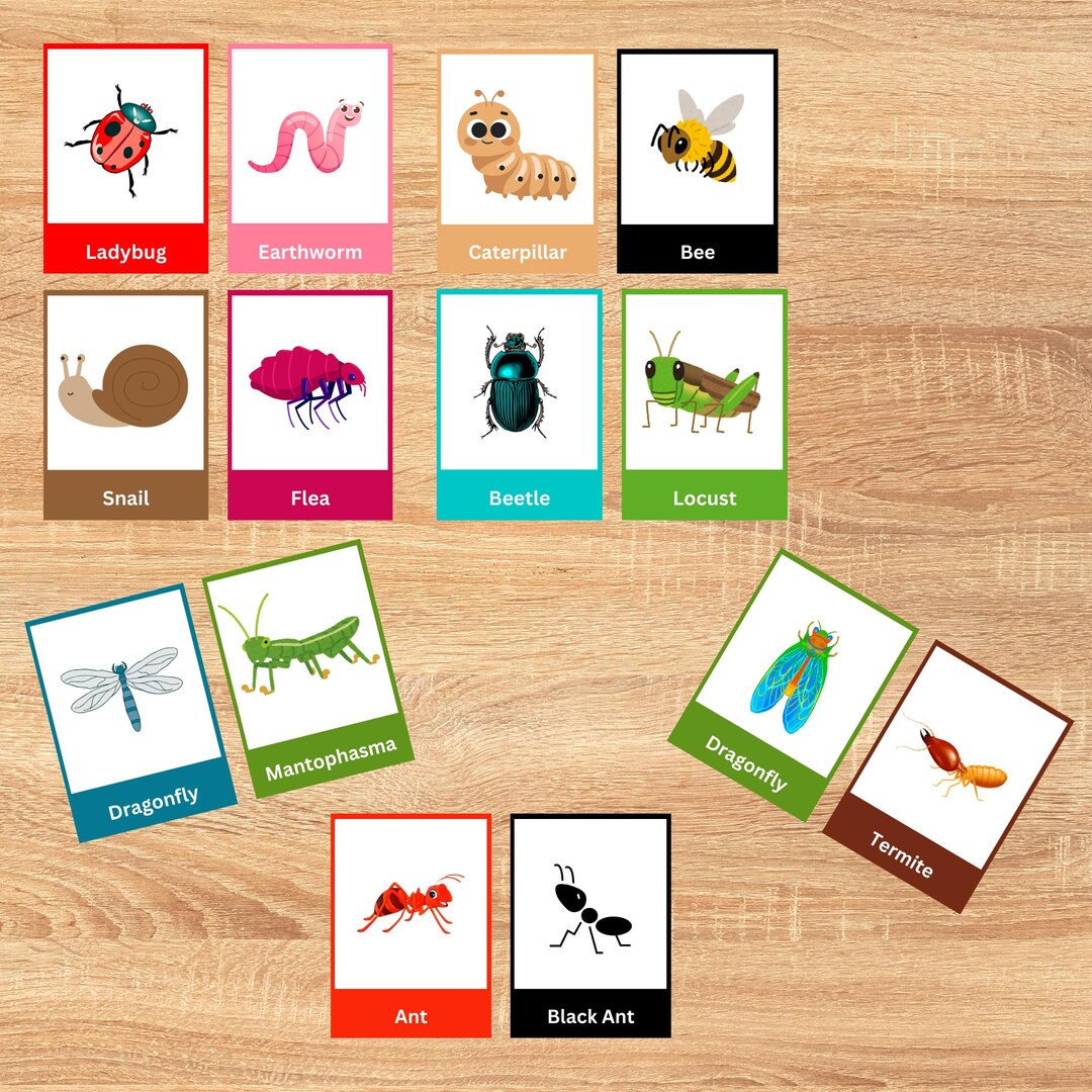 20 Insects Cards, Insects Flashcards, Printable Pictures Flashcards ...