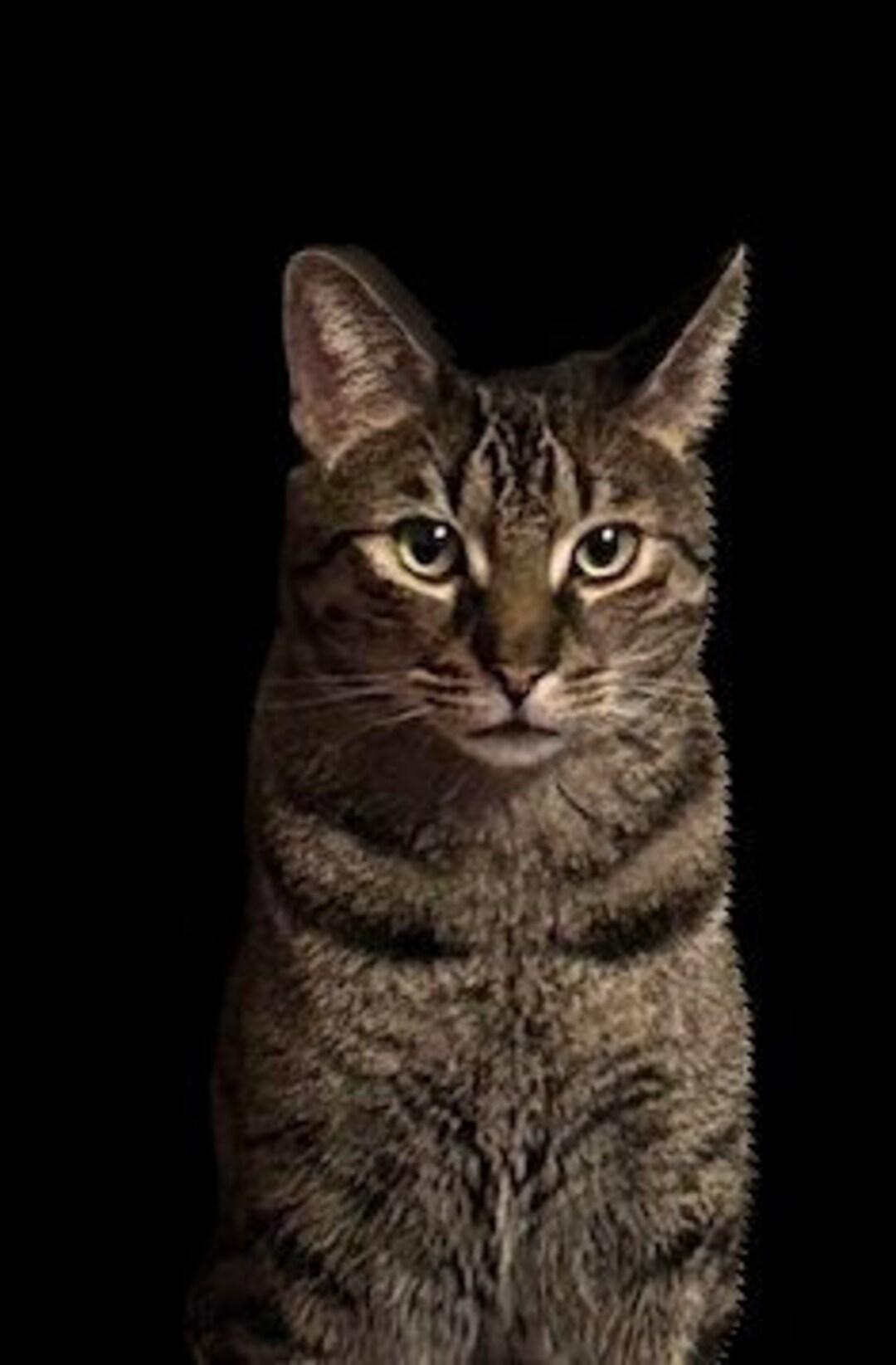 Handsome Sammy Tabby Cat Digital Download - Etsy