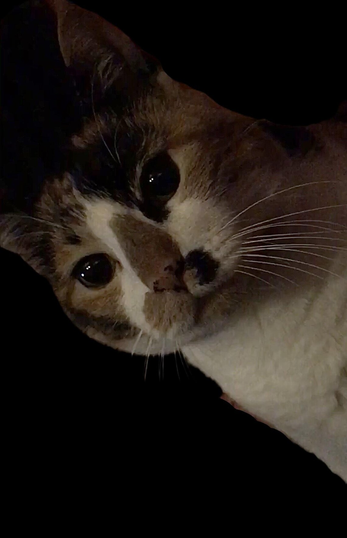 Beautiful Callie Calico Cat - Etsy