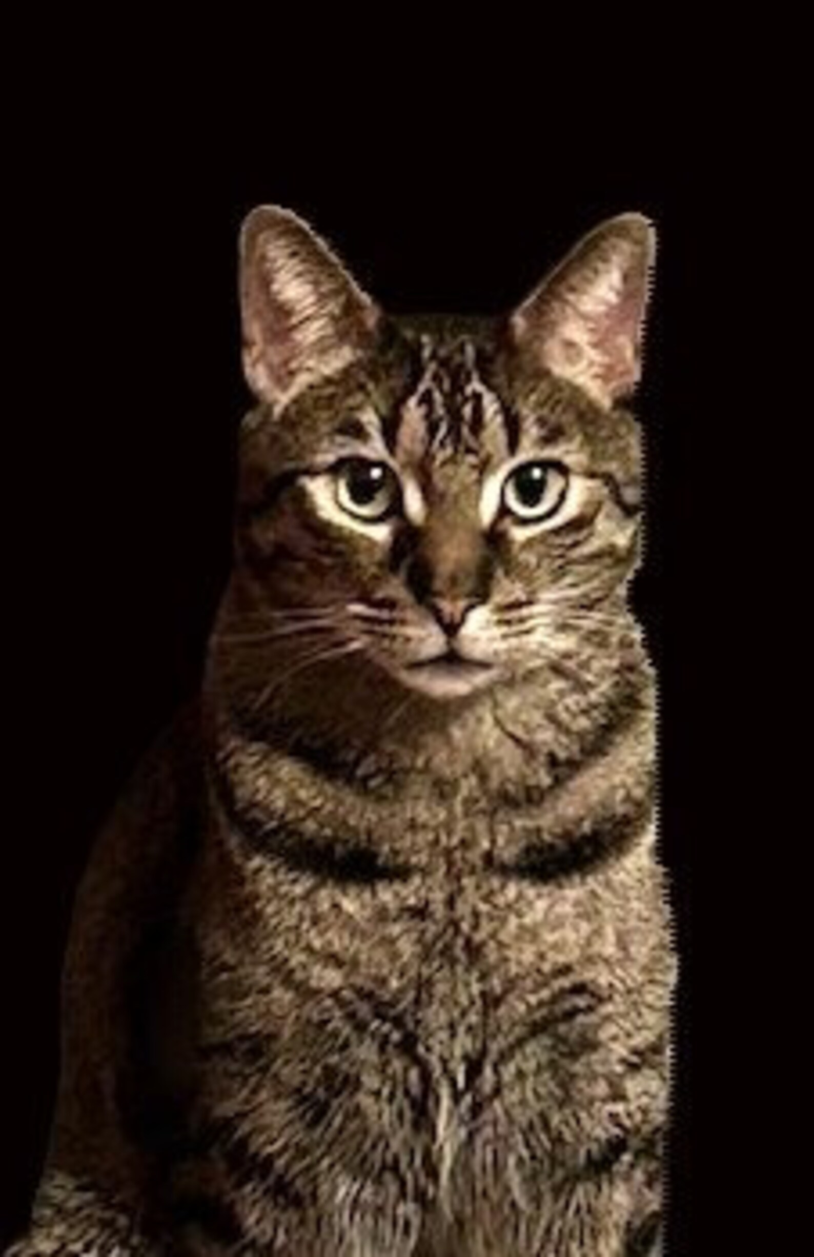 Handsome Sammy Tabby Cat - Etsy