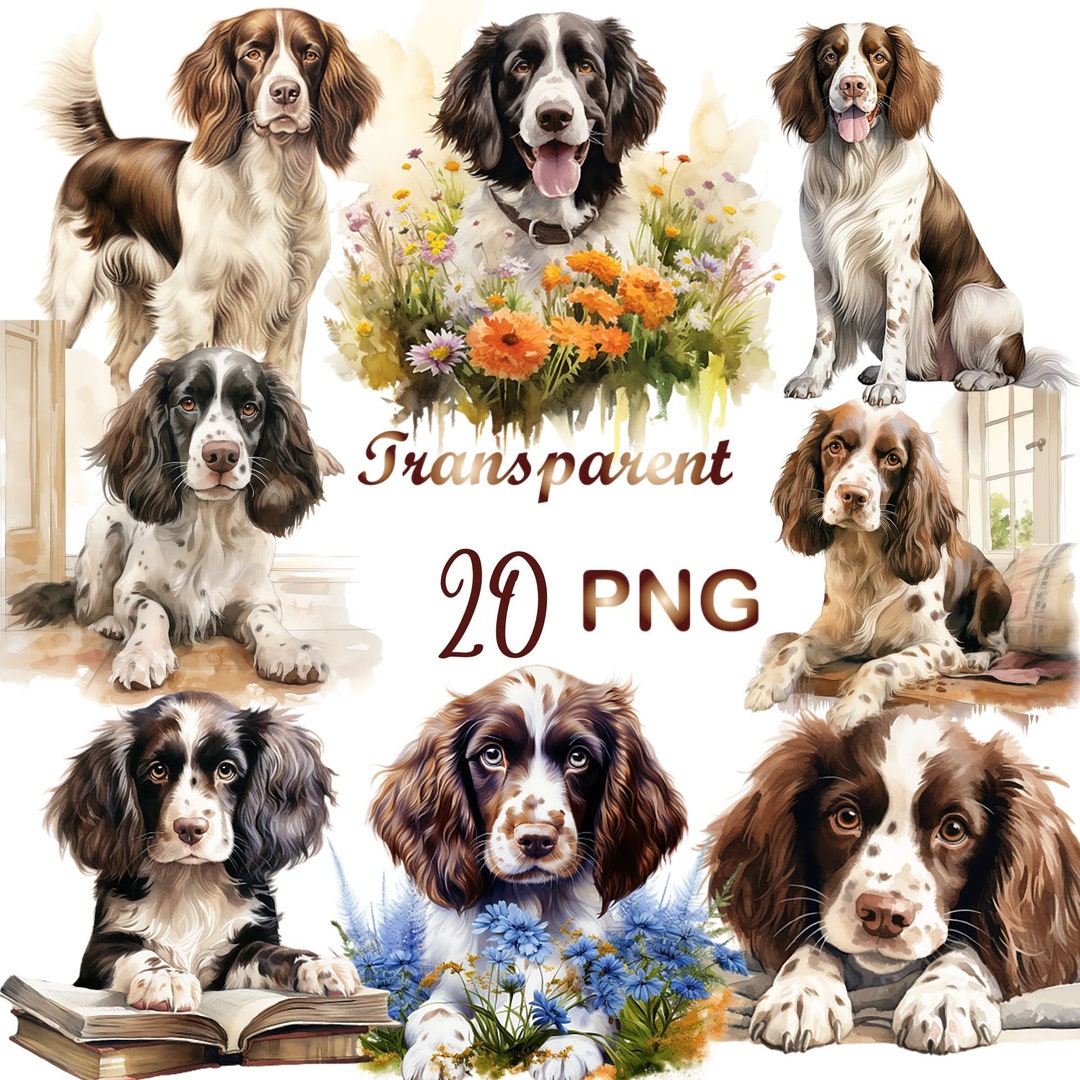 20 English Springer Watercolor PNG, Digital Clipart PNG, Portrait ...