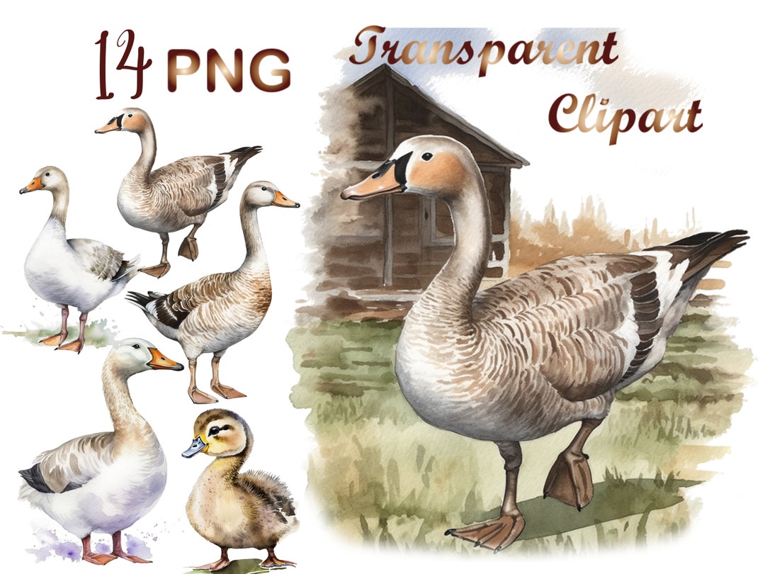 Watercolor Goose Clipart Bondle, 14 Goose on the Farm Png, Watercolor ...