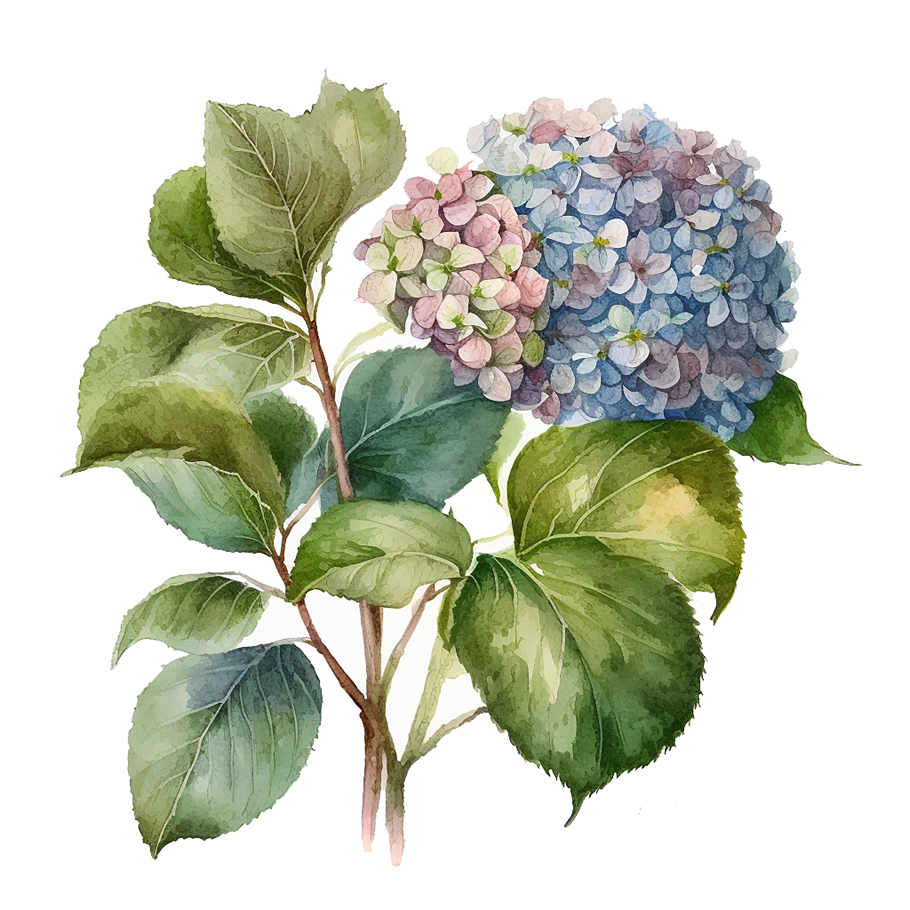 Watercolor Hydrangea Clipart, 12 Jpgs Card Making, Mixed Media, Digital ...