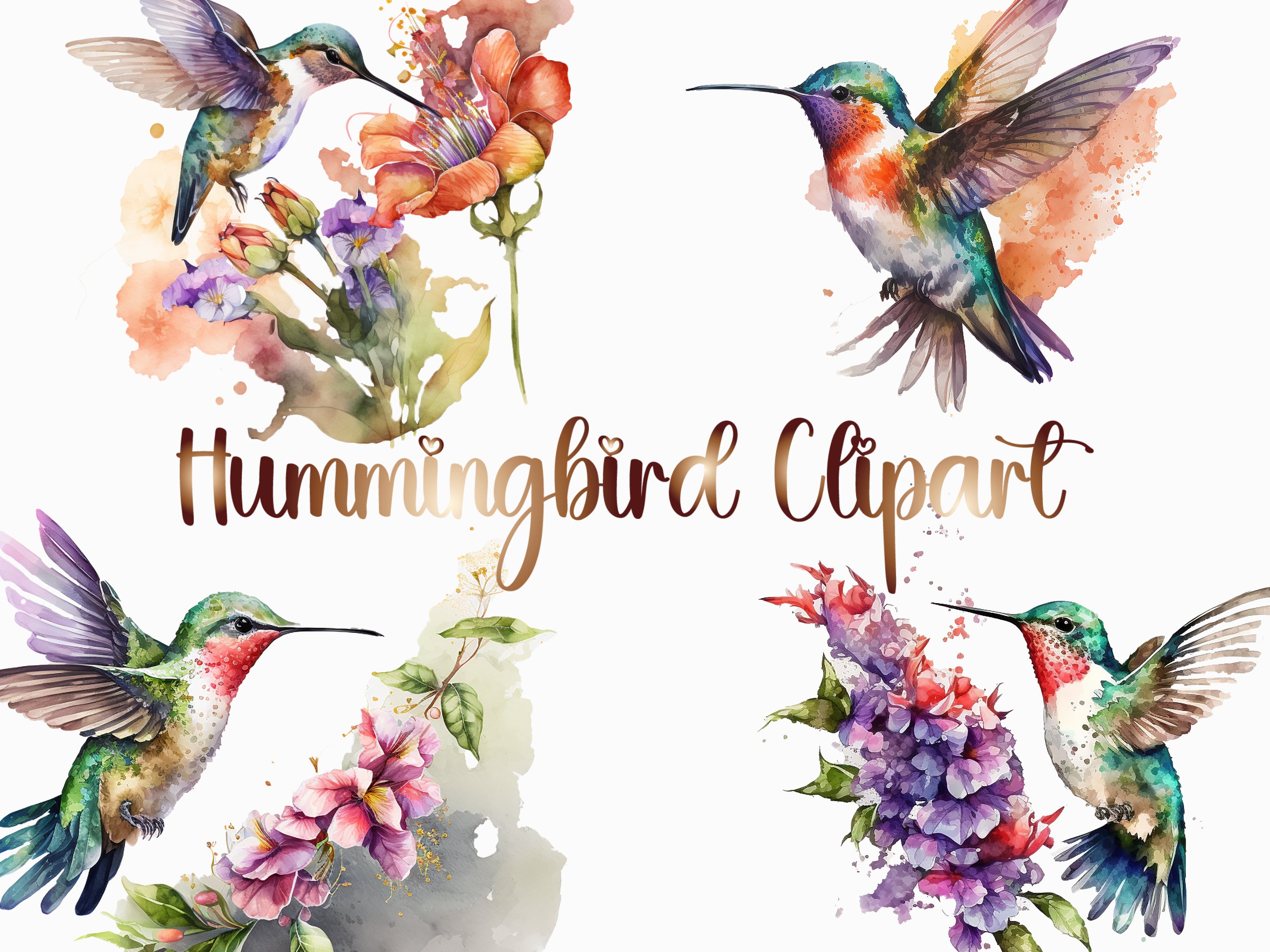 Hummingbird Clip Art