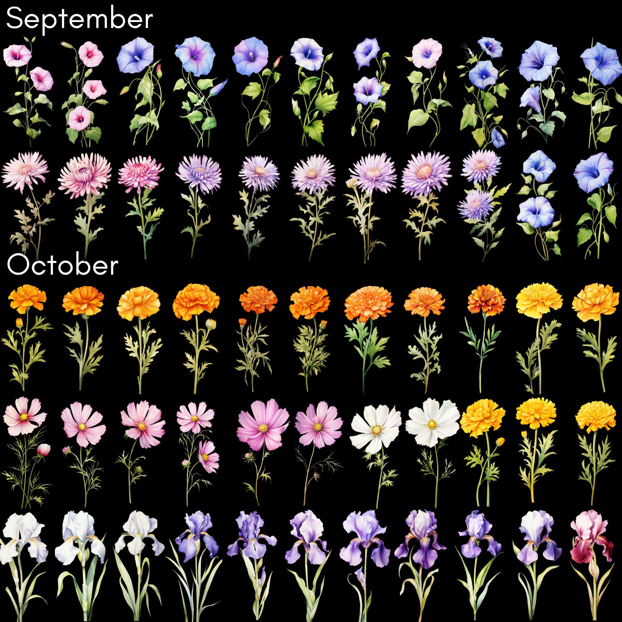 300 Birth Month Flowers Clipart, PNG, Set Watercolor, Watercolor Floral ...