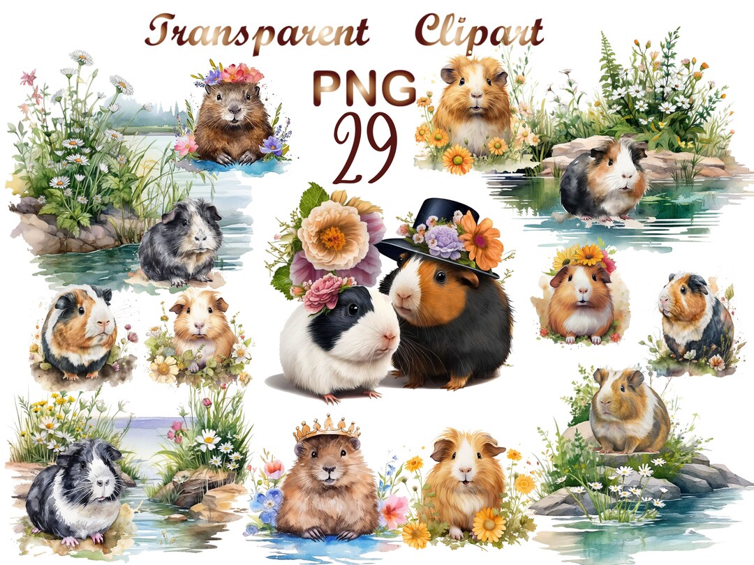 29 Watercolor Guinea Pigs Clipart PNG, Guinea Pigs Png, Flower Guinea ...