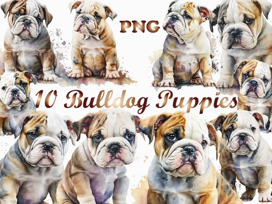 10 Bulldog Puppy Clipart Png, Bulldog Puppy Clipart, Watercolor Clipart ...