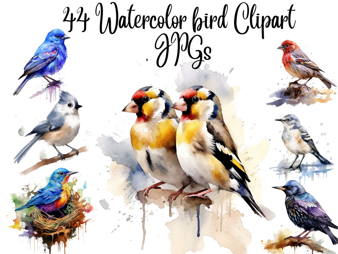 44 Watercolor Bird Clipart Jpgs Bird Clipart Watercolor - Etsy