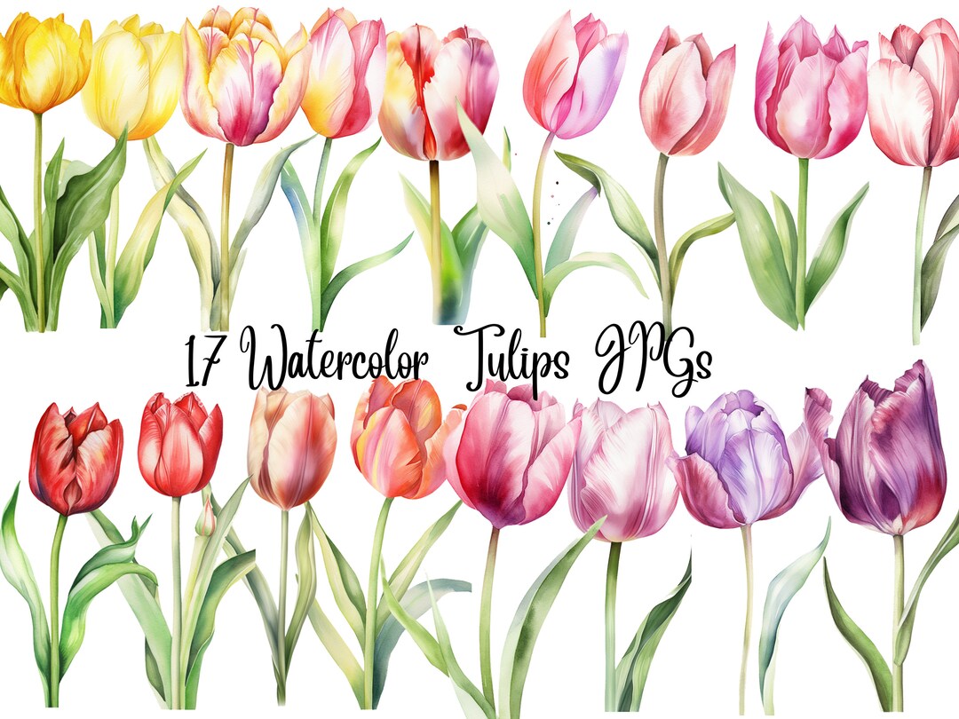 10 Tulips Clipart, Floral Clipart, Jpgs, Commercial Use, Digital ...