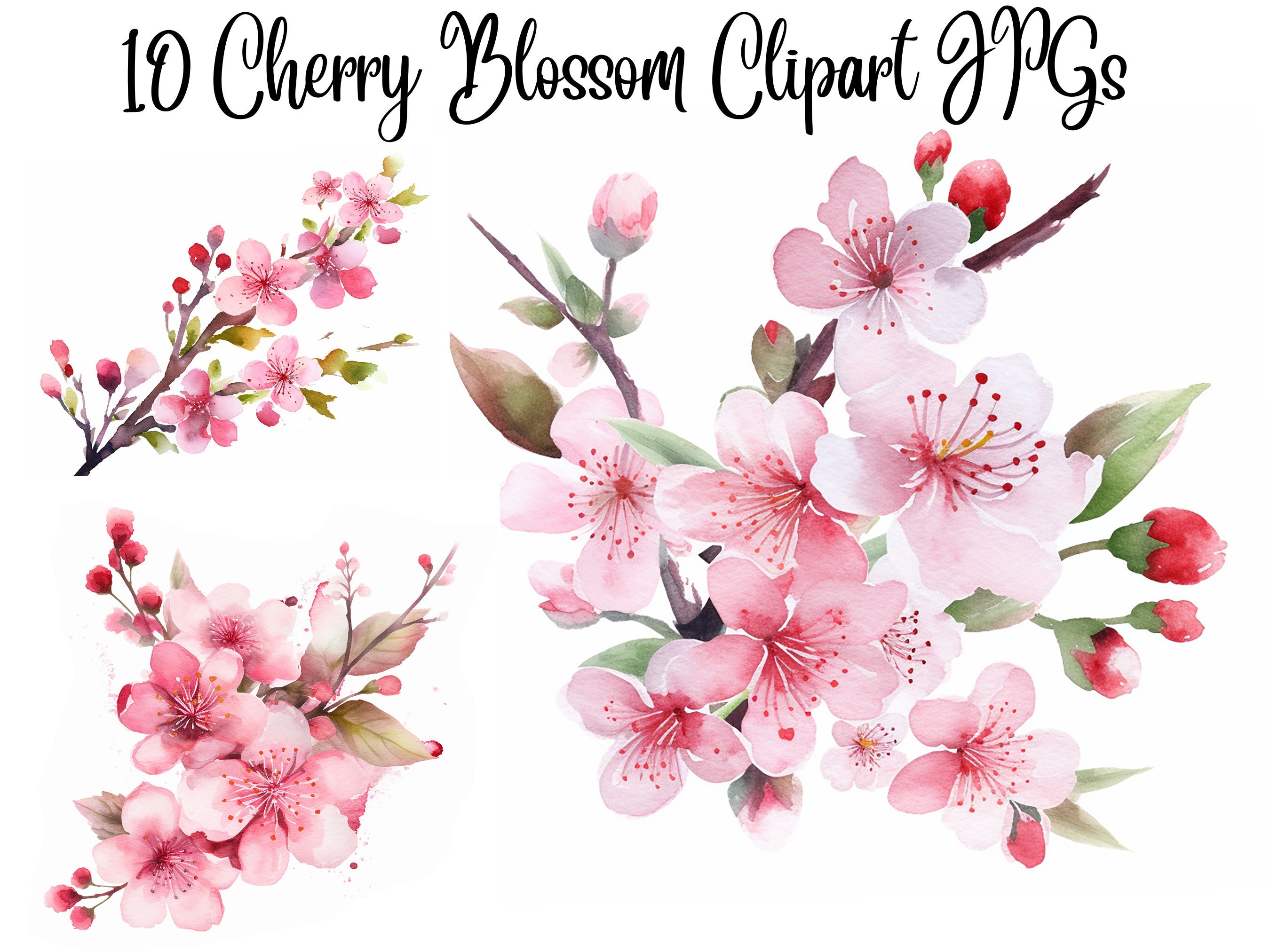 Cherry Blossom Flower Clip Art