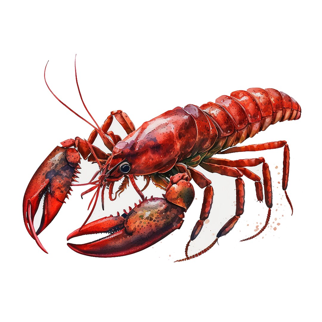 9 Jpgs, Crawfish Clipart, Crustaceans Clipart, Sea Clipart,commercial ...