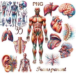 35 PNG, Human Anatomy Ephemera Clipart Bundle, Watercolor Anatomy ...