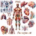 35 PNG, Human Anatomy Ephemera Clipart Bundle, Watercolor Anatomy ...