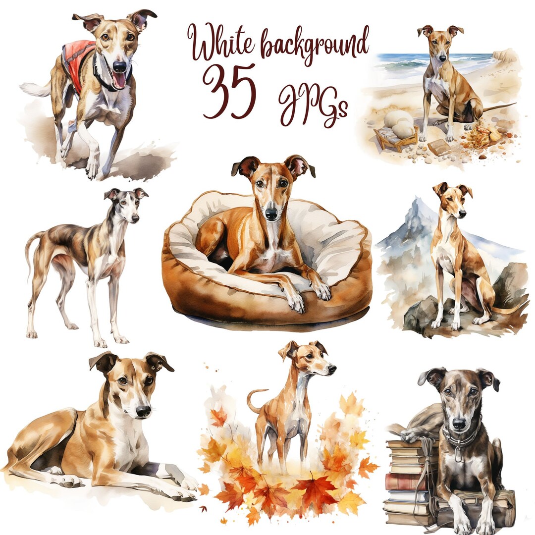 35 Jpgs, Greyhound Dogs Watercolor Clipart Bundle, Greyhound Dogs ...