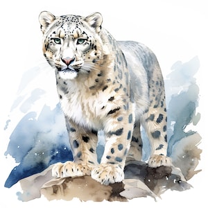 20 Winter Snow Leopard Clipart Jpgs, Printable Watercolor Clipart ...
