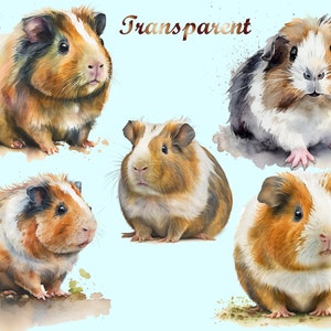 29 Watercolor Guinea Pigs Clipart PNG, Guinea Pigs Png, Flower Guinea ...