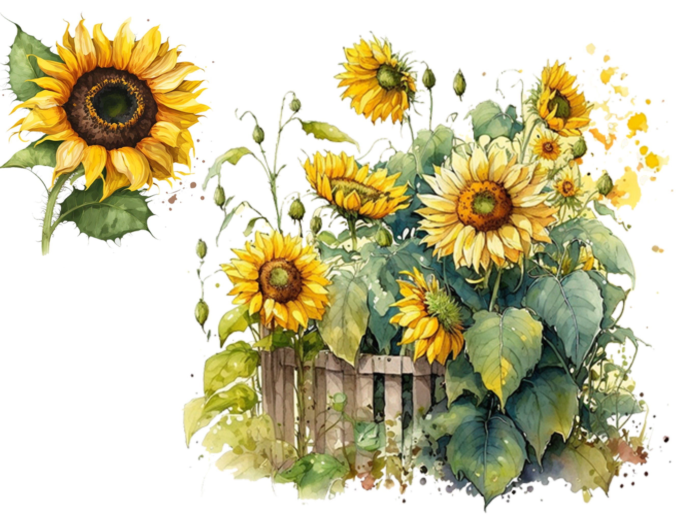 20 Watercolor Sunflowers Clipart , Jpgs, Sunflower Frame, Sunflower ...