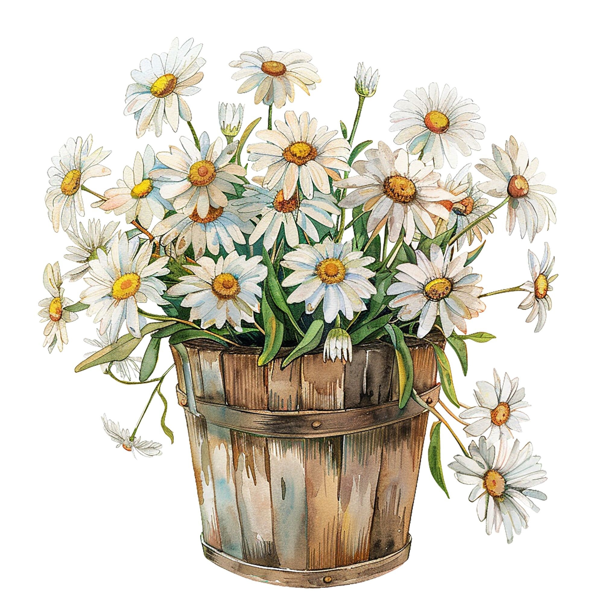 50 PNG, Daisies Clipart Bundle, Daisies Bouquet Clipart, Daisy Clipart ...
