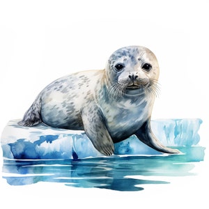 20 Winter Seal Clipart Jpgs, Printable Watercolor Clipart, Winter Seal ...