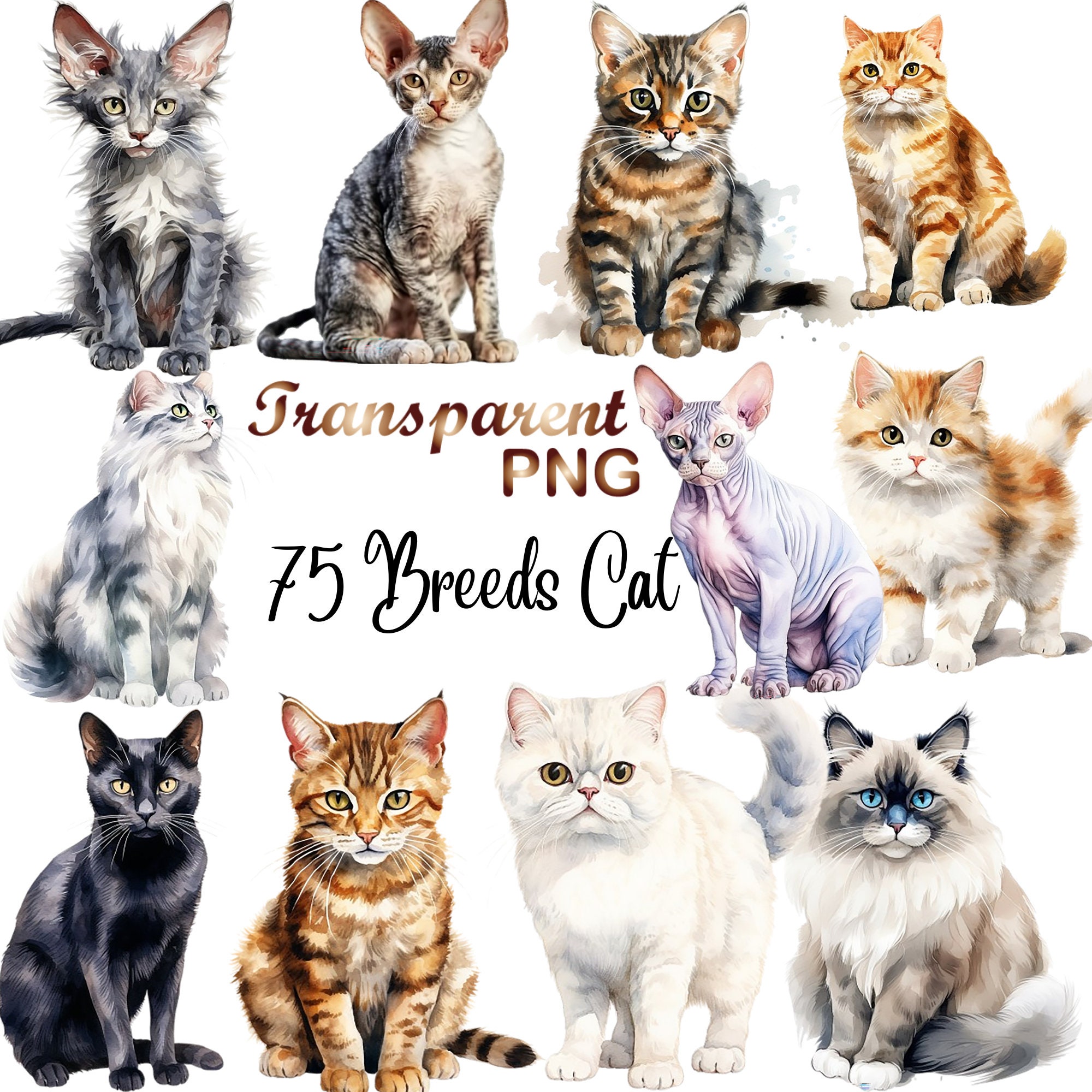 75 PNG, Cat Breeds Clipart Bundle, Cute Cats Clipart, Graphic Design ...