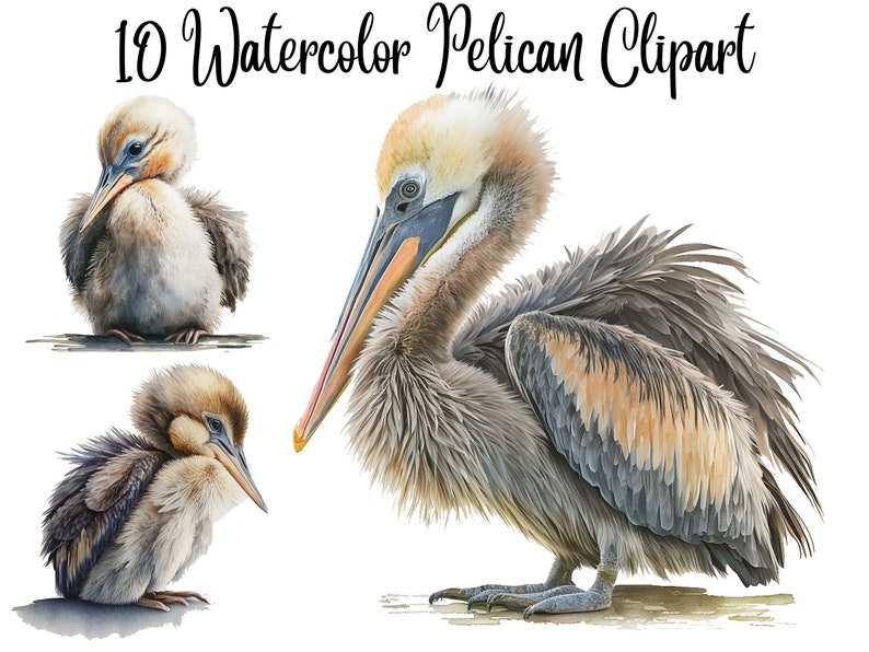 10 Jpgs, Pelican Watercolor Clipart, Baby Pelican, Pelican Clip Art ...