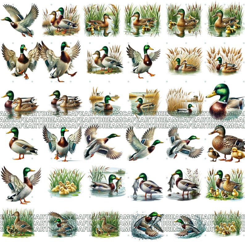 50 PNG Watercolor Mallard Duckling Clipart Bundle, Set 2, Duckling ...