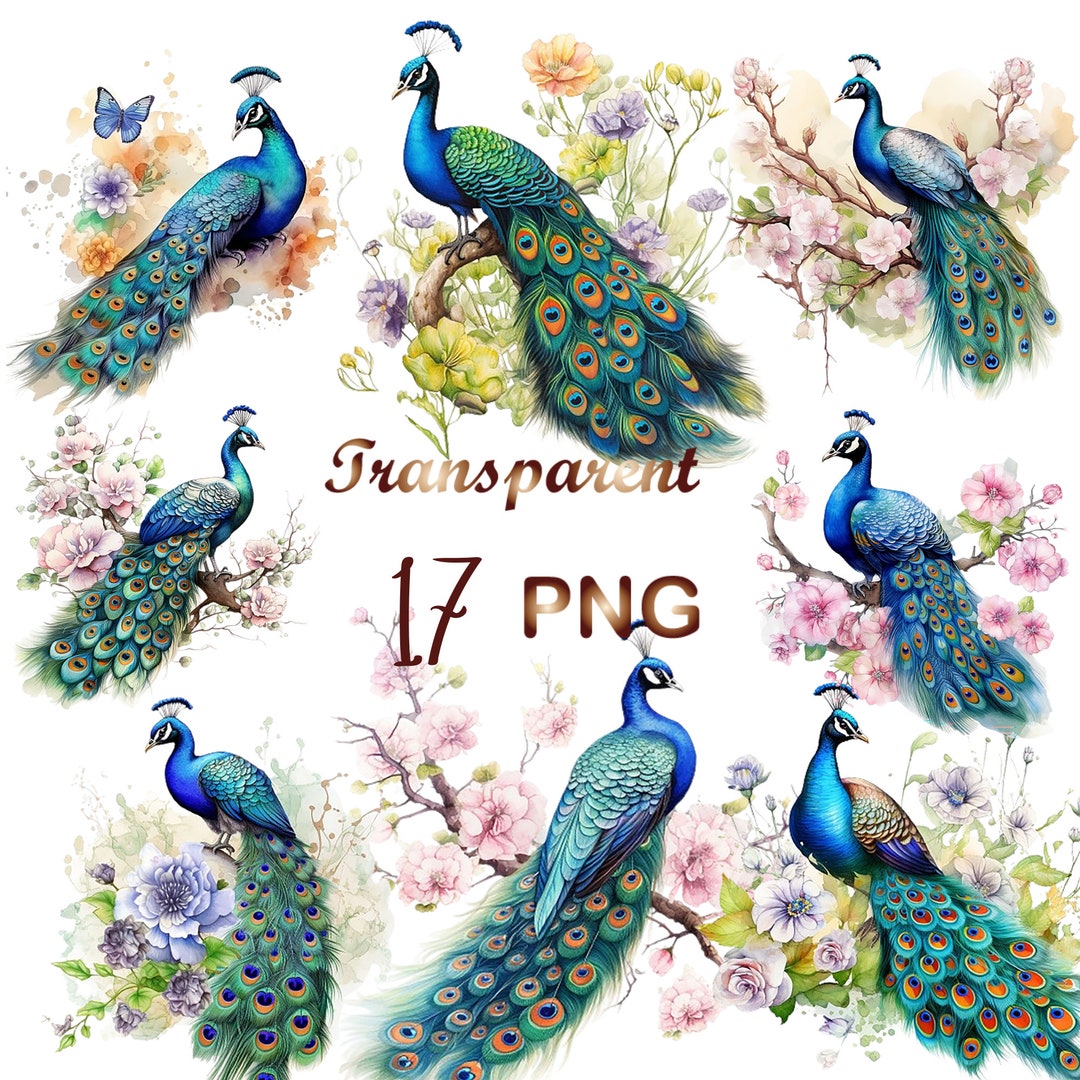 17 Peacock Bird Clipart Png, Printable Watercolor Clipart, Sping ...
