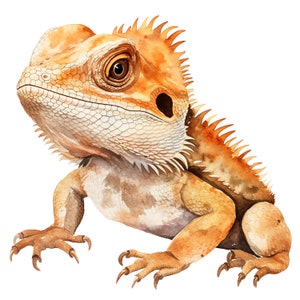 20 Watercolor Bearded Dragon Clipart, Jpgs, Bearded Dragon, Digital ...