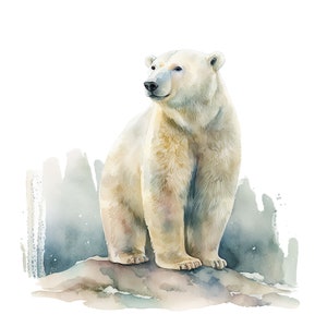 13 Watercolor Polar Bear Clipart, Jpgs, Commercial Use, Digital ...
