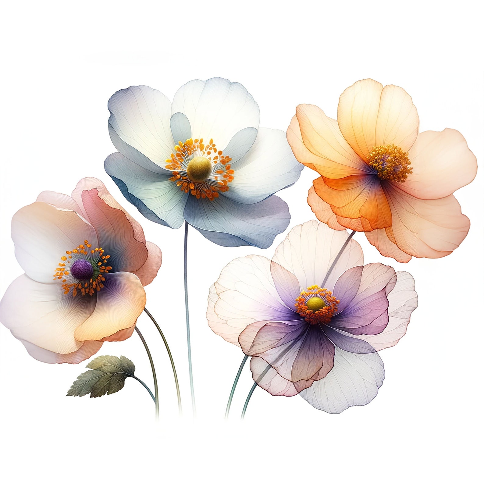 14 Jpgs, Abstract Flowers Clipart Bundle, Dried Flowers, Printable ...