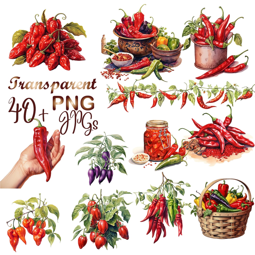 40 PNG, Chili Clipart, Chillies Watercolor Clipart Bundle, Chilli ...