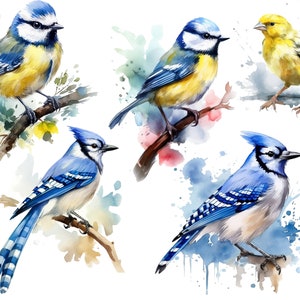 40 Watercolor Bird Clipart Png, Woodcock Bird Png, Goldfinch Bird ...