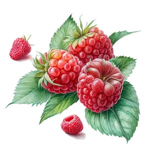 10 Raspberry Dessert Clipart, Summer Clipart, Jpgs, Commercial Use ...