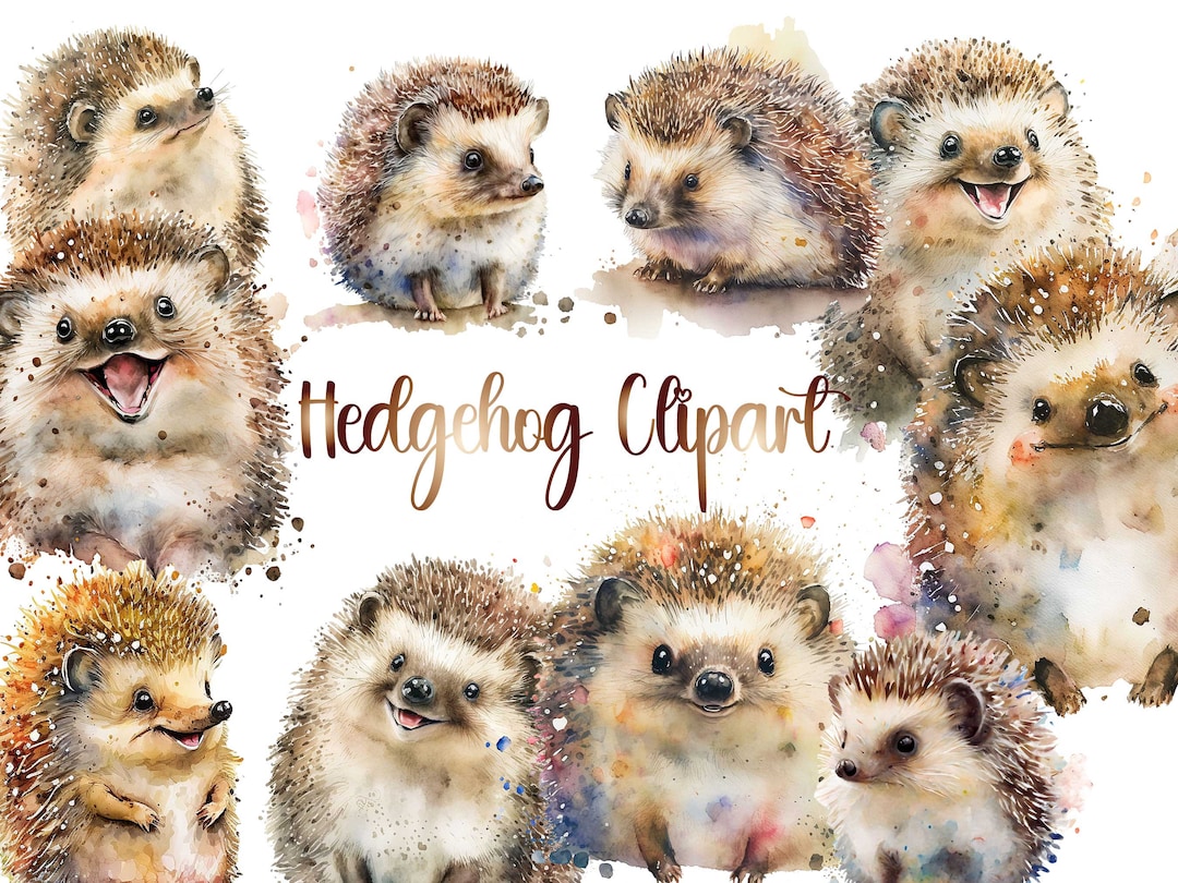 Hedgehog Clipart, Hedgehog Png, Hedgehog Clip Art, Cute Hedgehog ...
