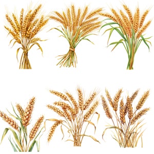 27 PNG Watercolor Wheat Clipart Bundle, Wheat Digital Images, Wheat ...