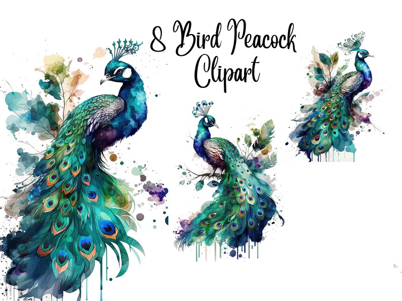 8 Bird Clipart Peacock Clipart Peacock Clip Art Watercolor - Etsy UK
