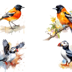 40 Watercolor Bird Clipart Png, Woodcock Bird Png, Goldfinch Bird ...