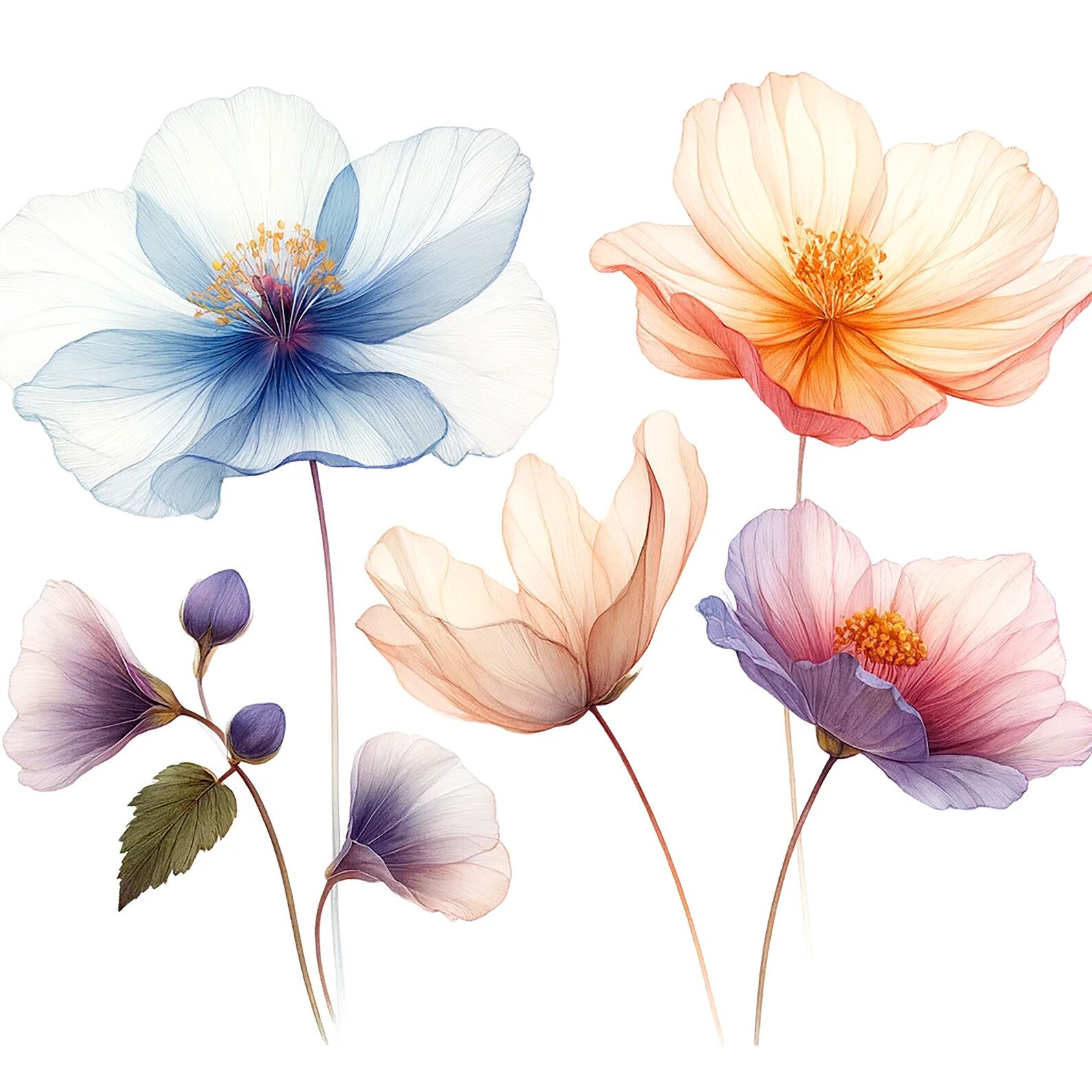 14 Jpgs, Abstract Flowers Clipart Bundle, Dried Flowers, Printable ...